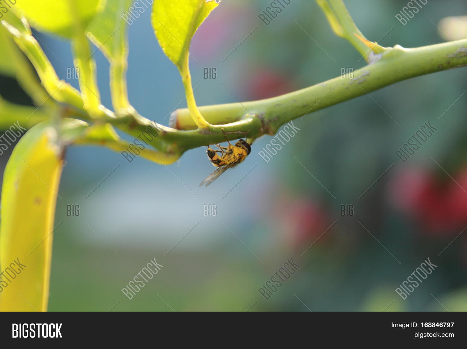 Close Shot Fruit Fly Image & Photo (Free Trial) | Bigstock