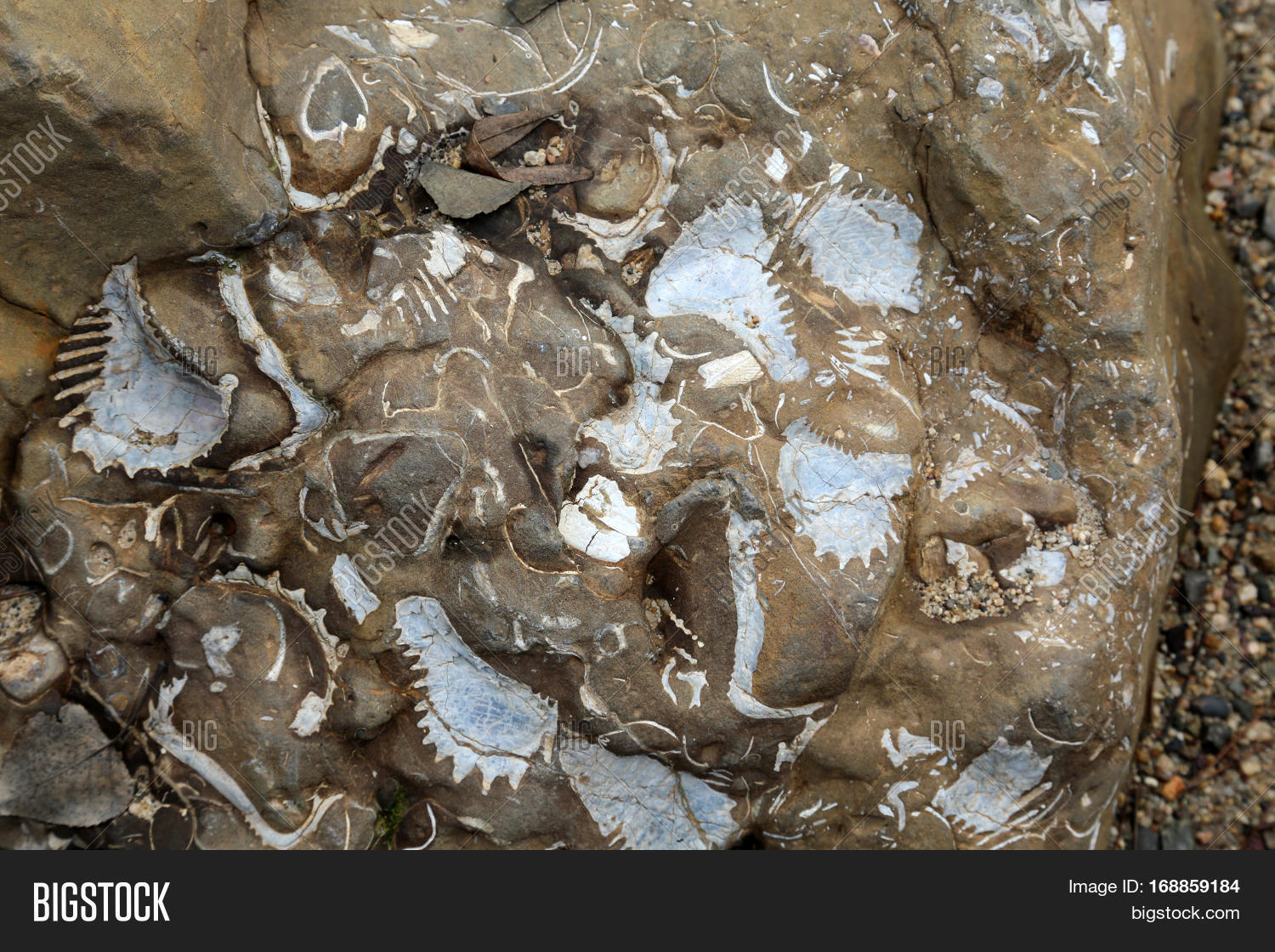 Fossilized Seashells Image & Photo (Free Trial) | Bigstock