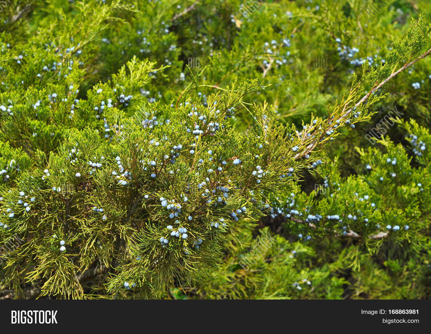 Juniperus Excelsa Image & Photo (Free Trial) | Bigstock