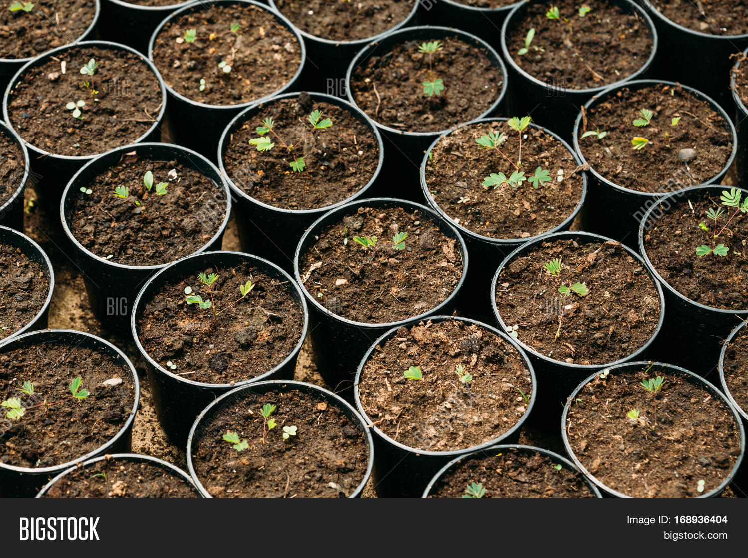 Small Green Sprouts Image & Photo (Free Trial) | Bigstock