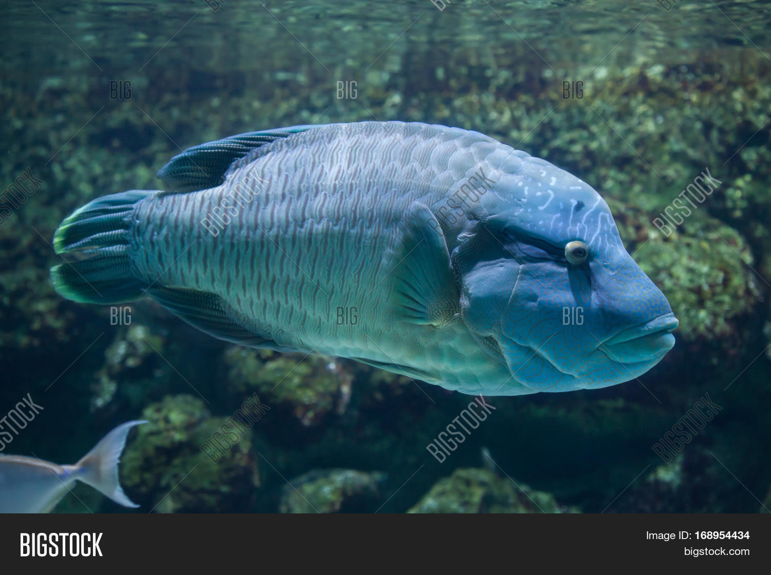 Humphead Wrasse Image Photo Free Trial Bigstock