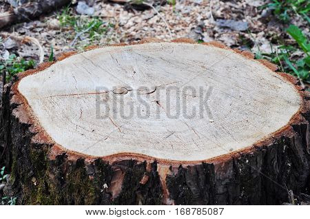 Trees Being Cut Down Image & Photo (Free Trial) | Bigstock