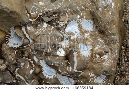 Fossilized Seashells Image & Photo (Free Trial) | Bigstock