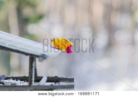 Bird Red Heart Beak Image & Photo (Free Trial) | Bigstock