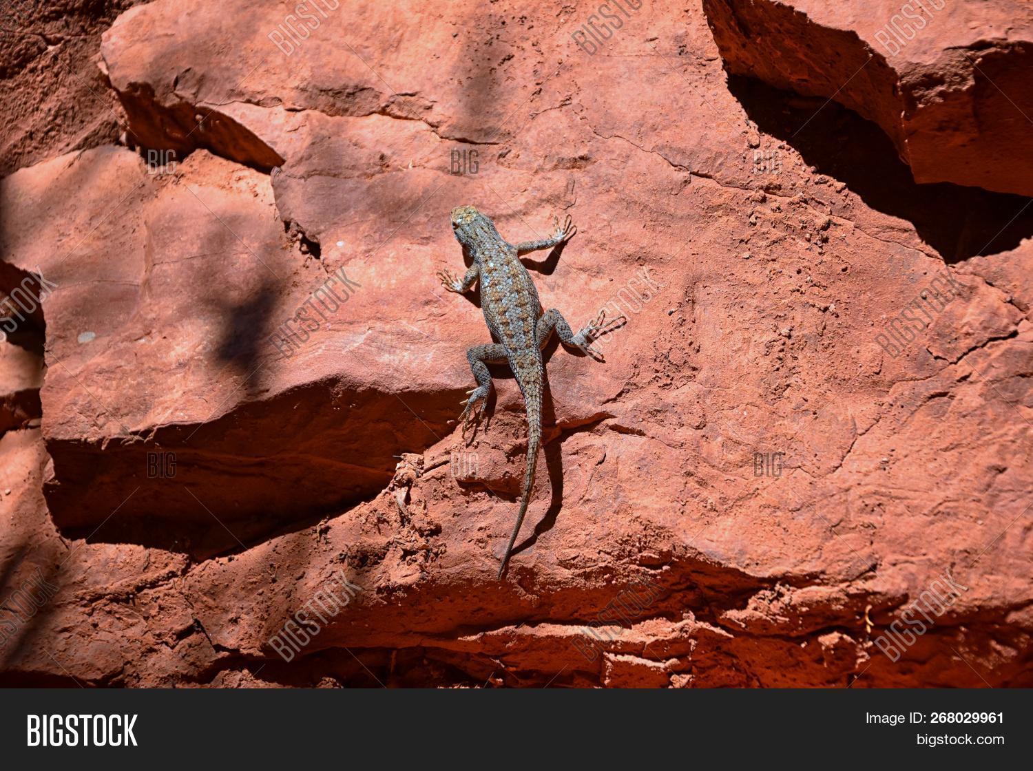 Western Fence Lizard ( Image & Photo (Free Trial) | Bigstock