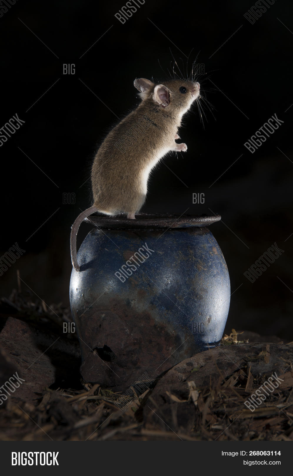 Mouse Playing Old Image & Photo (Free Trial) | Bigstock