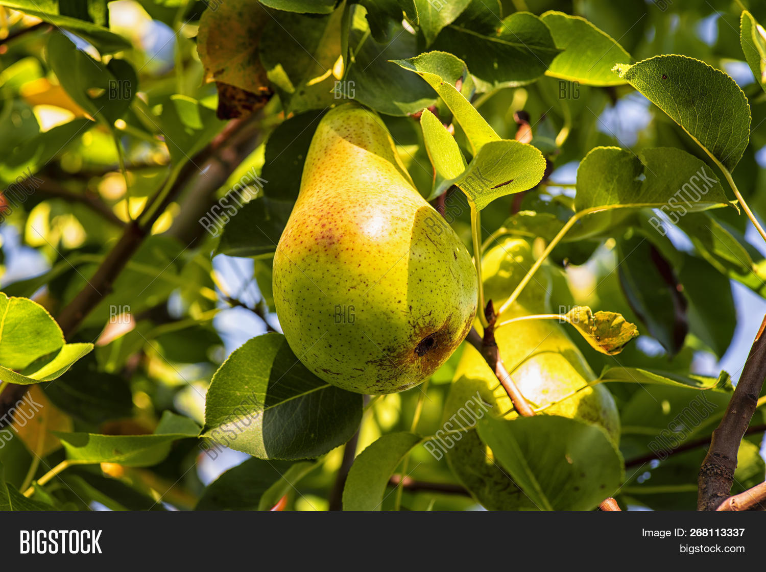Ripe Pear Hangs On Image & Photo (Free Trial) | Bigstock