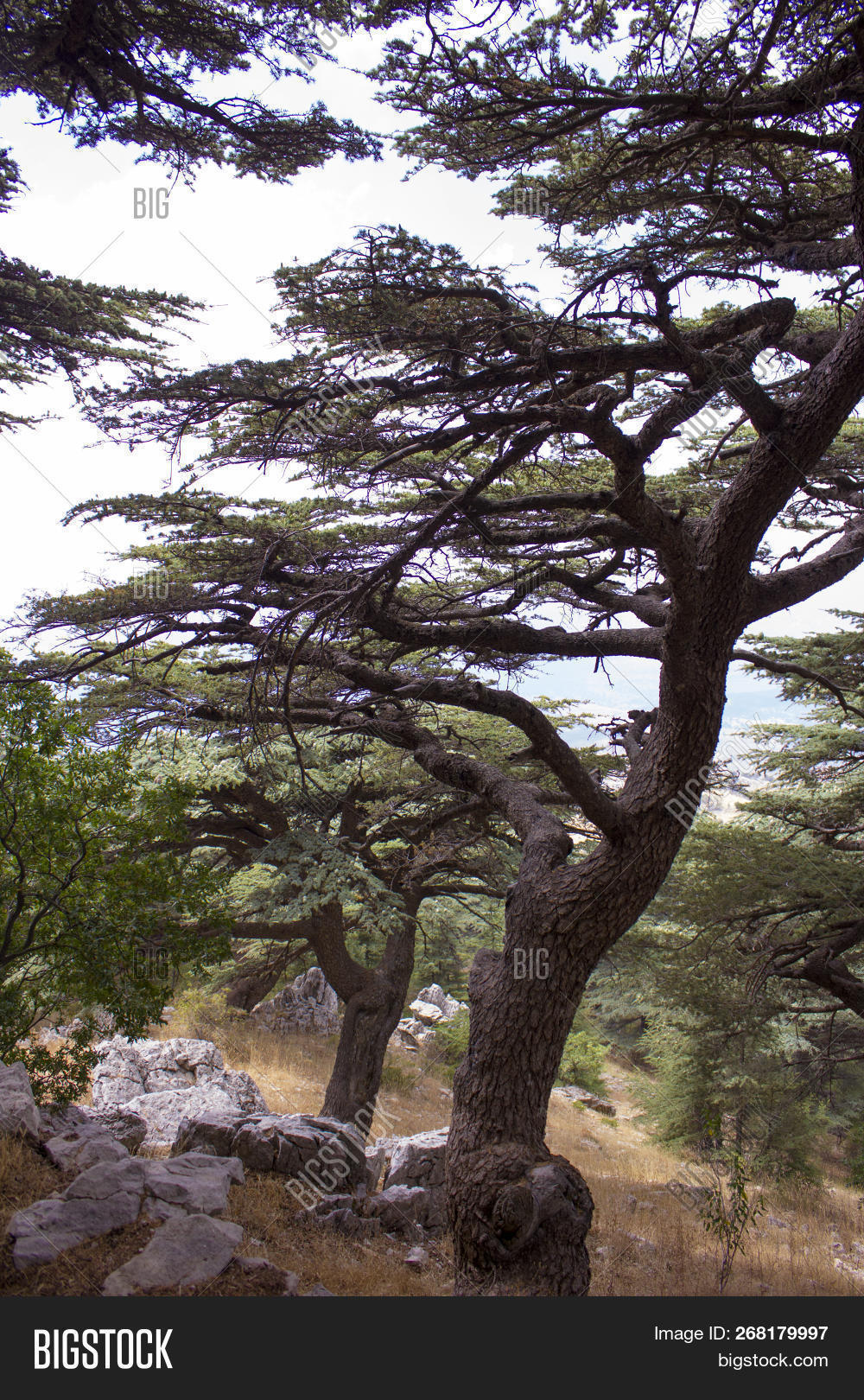 Cedar Forest Lebanon. Image & Photo (Free Trial) | Bigstock