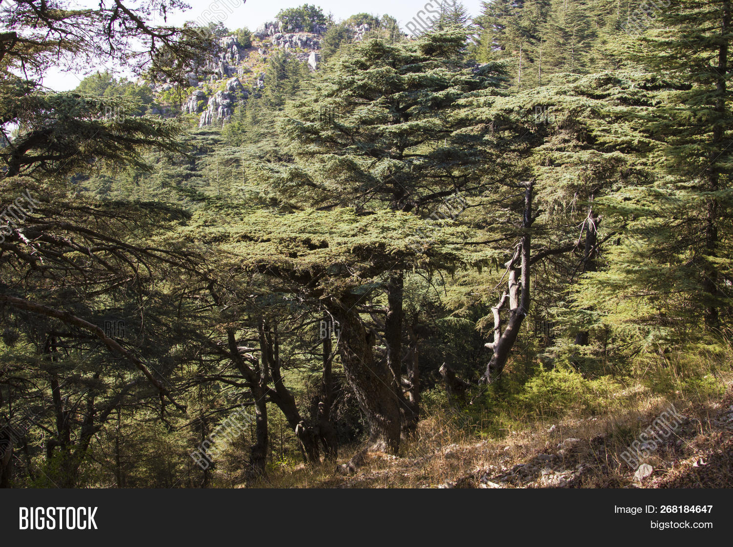 Cedar Forest Lebanon. Image & Photo (Free Trial) | Bigstock