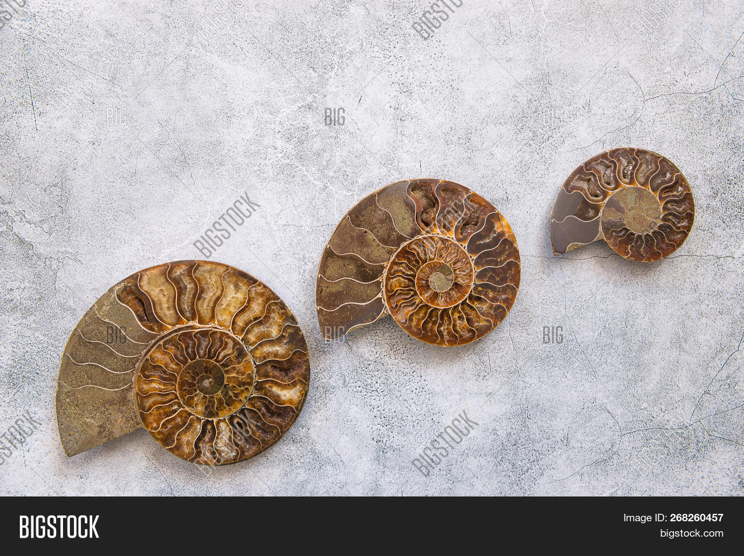 Row Three Ammonite Image & Photo (Free Trial) | Bigstock