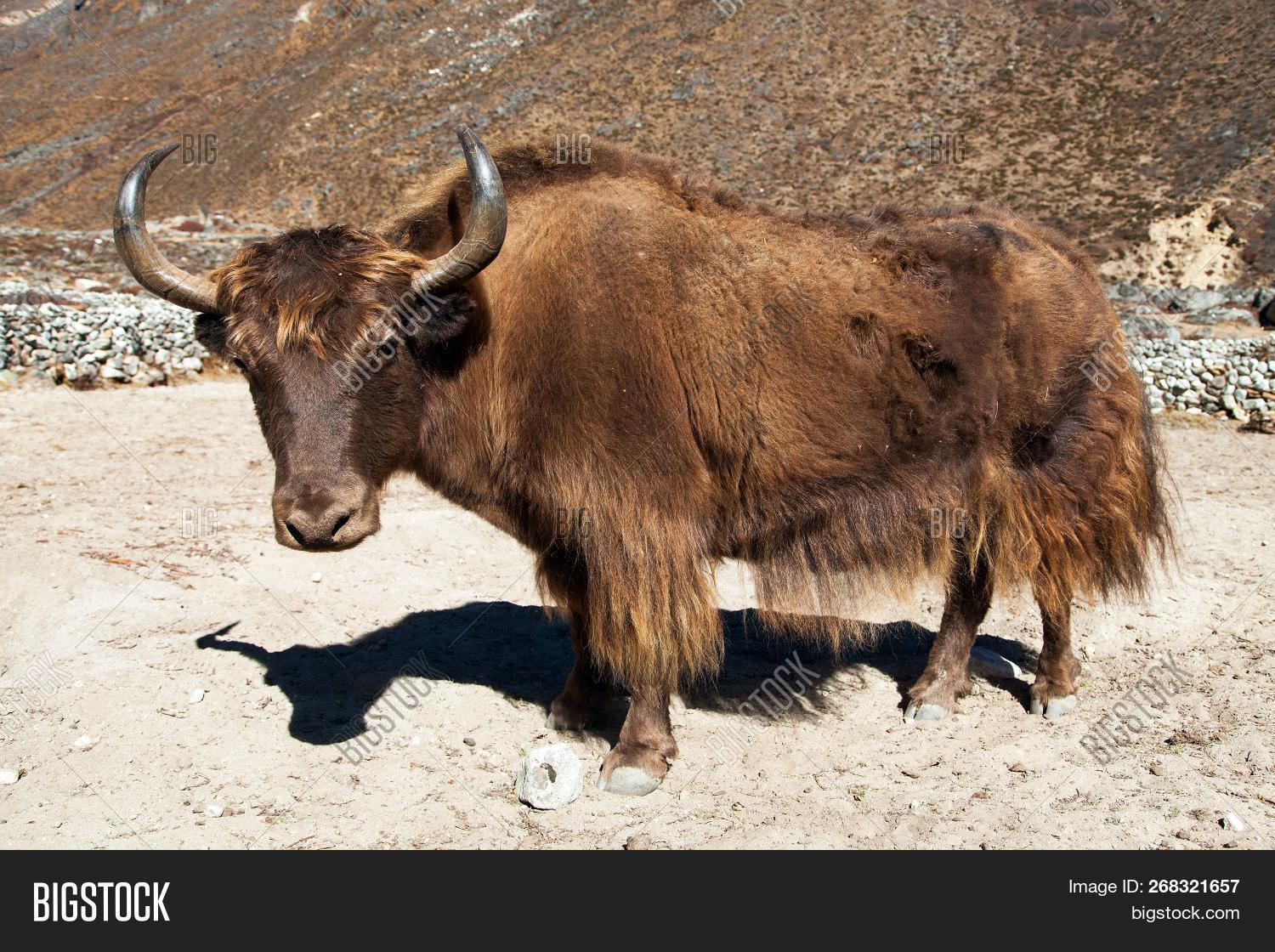 Brown Yak Latin Bos Image & Photo (Free Trial) | Bigstock