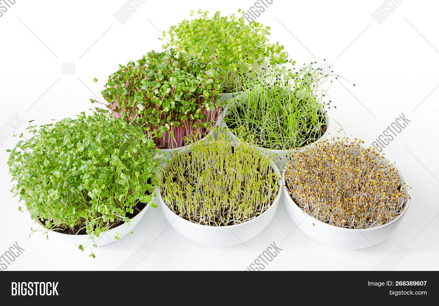 Microgreens Sprouts Image & Photo (Free Trial) | Bigstock