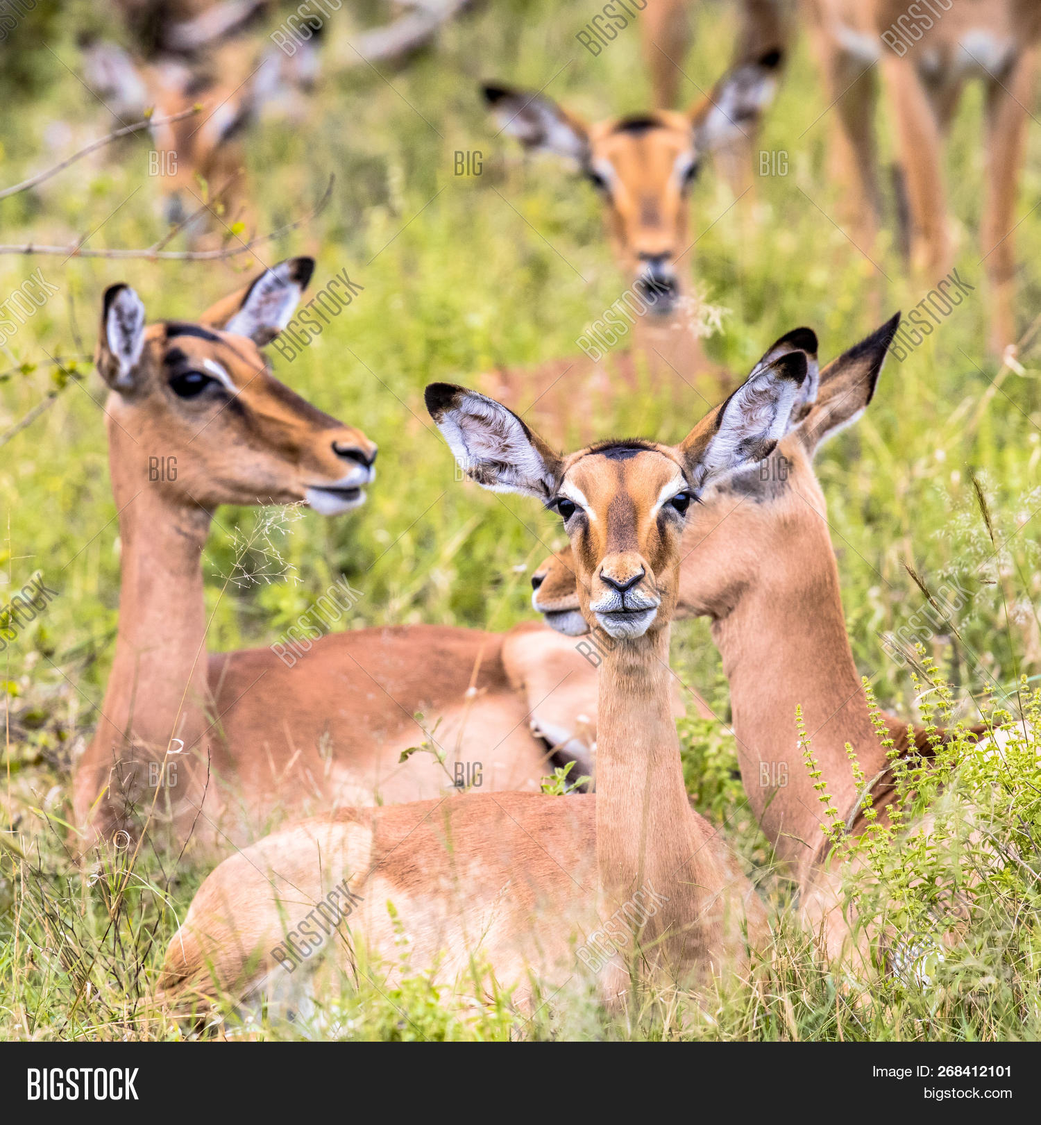 Impala (aepyceros Image & Photo (Free Trial) | Bigstock