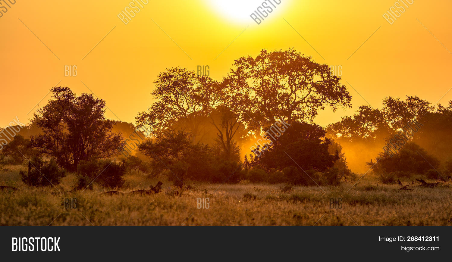 Orange Morning Light Image & Photo (Free Trial) | Bigstock