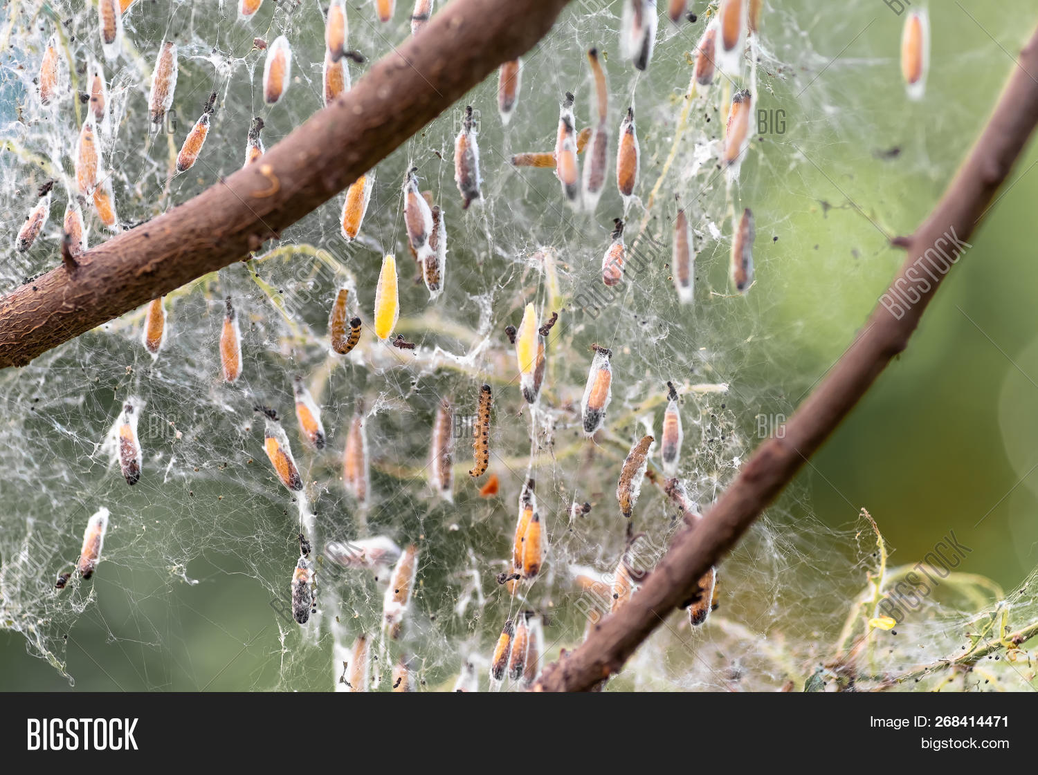 Colony Moth Larvae Image & Photo (Free Trial) | Bigstock