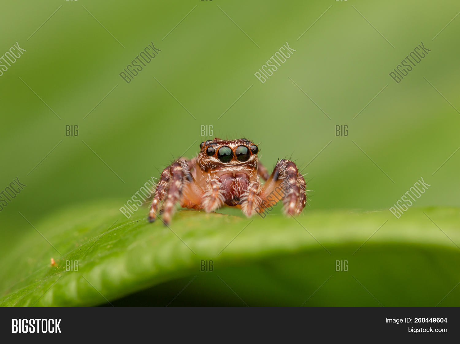 Beautiful Jumping Image & Photo (Free Trial) | Bigstock