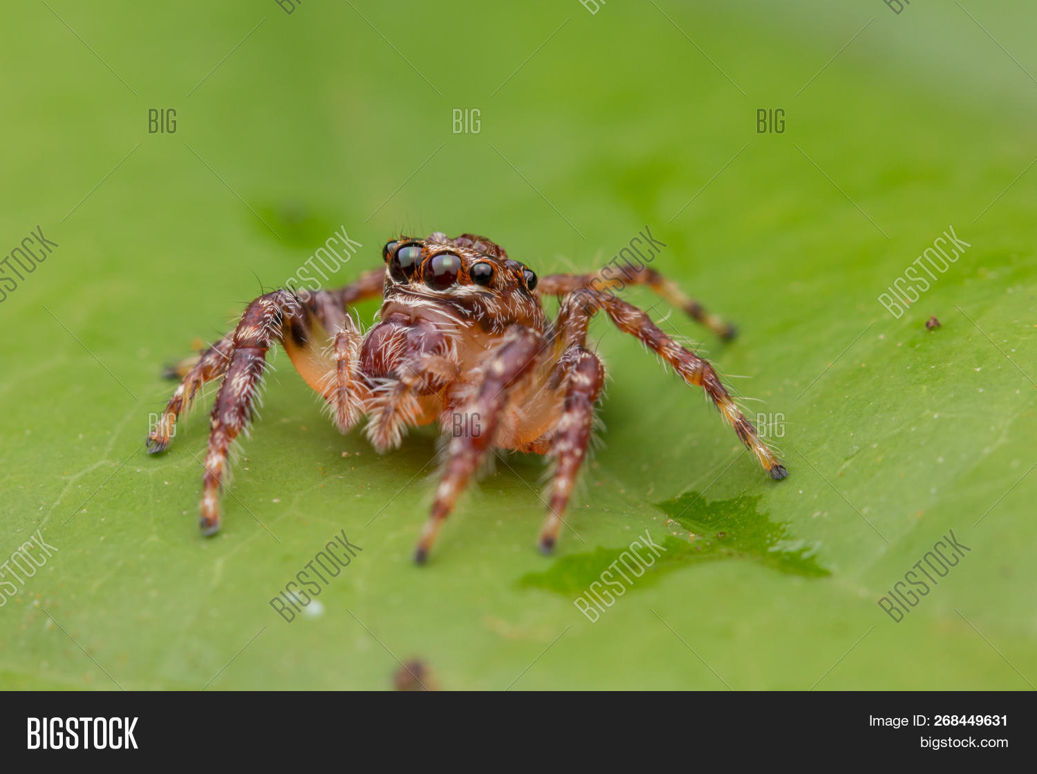 Beautiful Jumping Image & Photo (Free Trial) | Bigstock