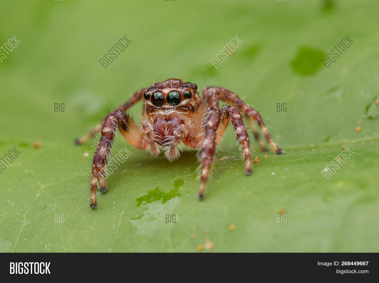 Beautiful Jumping Image & Photo (Free Trial) | Bigstock