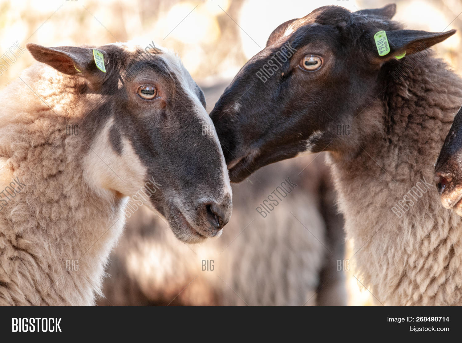 Herd Haether Sheep Image & Photo (Free Trial) | Bigstock