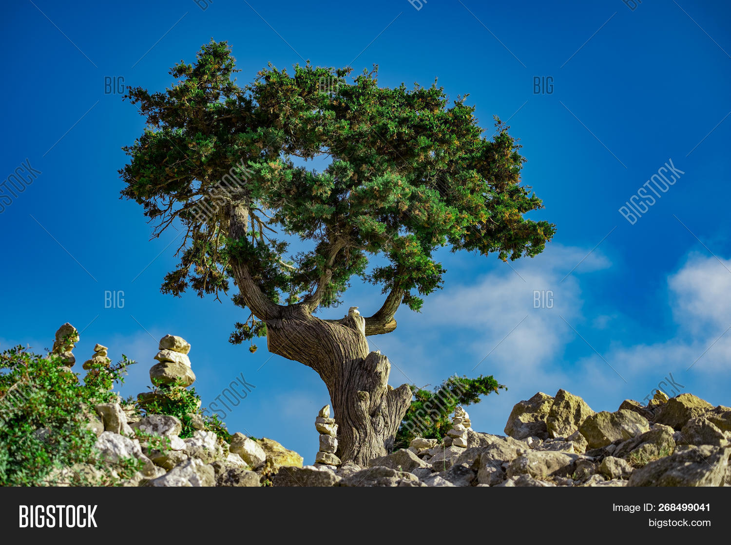Old Tree Among Stones Image & Photo (Free Trial) | Bigstock