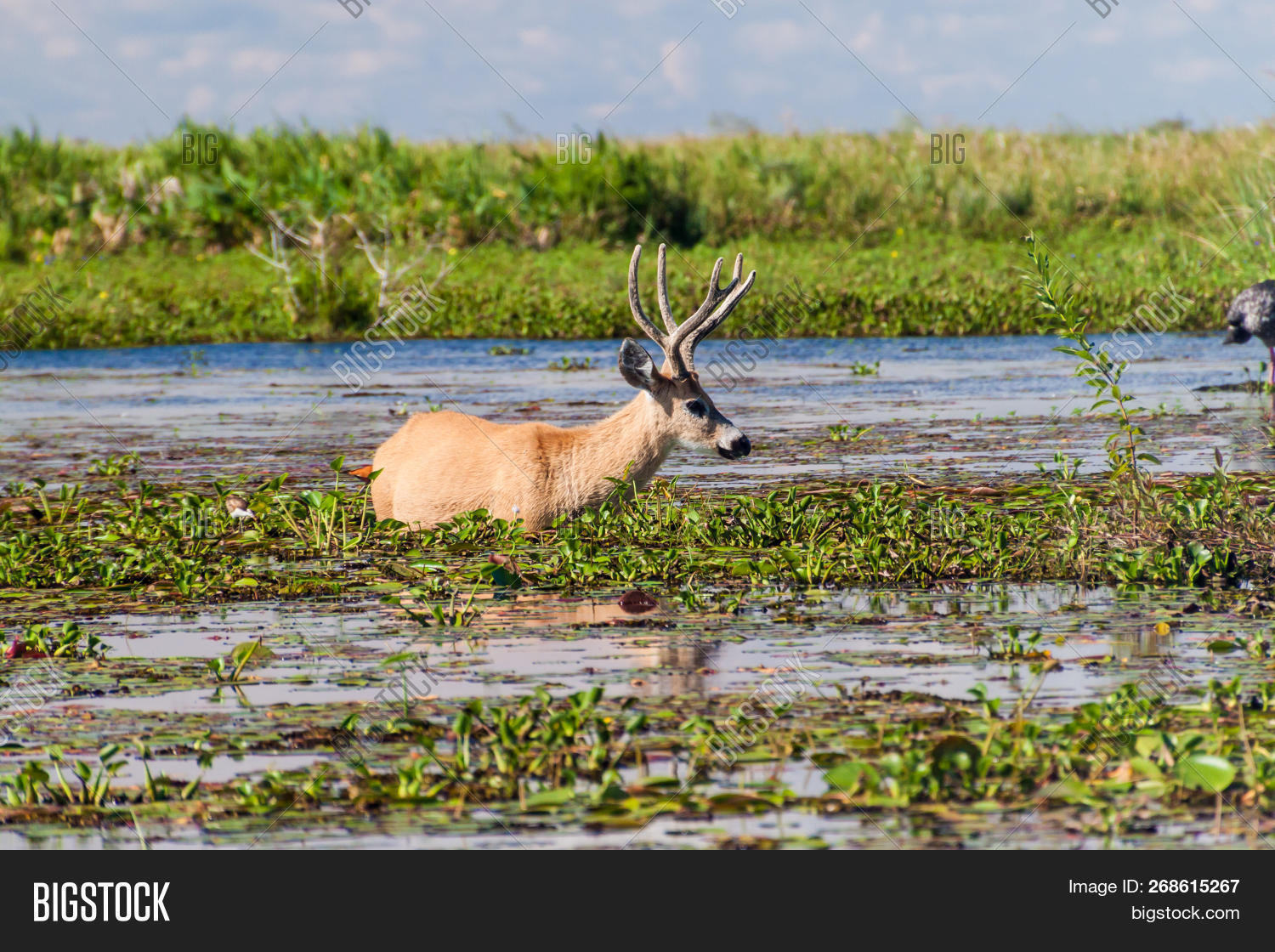 Marsh Deer Blastocerus Image & Photo (Free Trial) | Bigstock