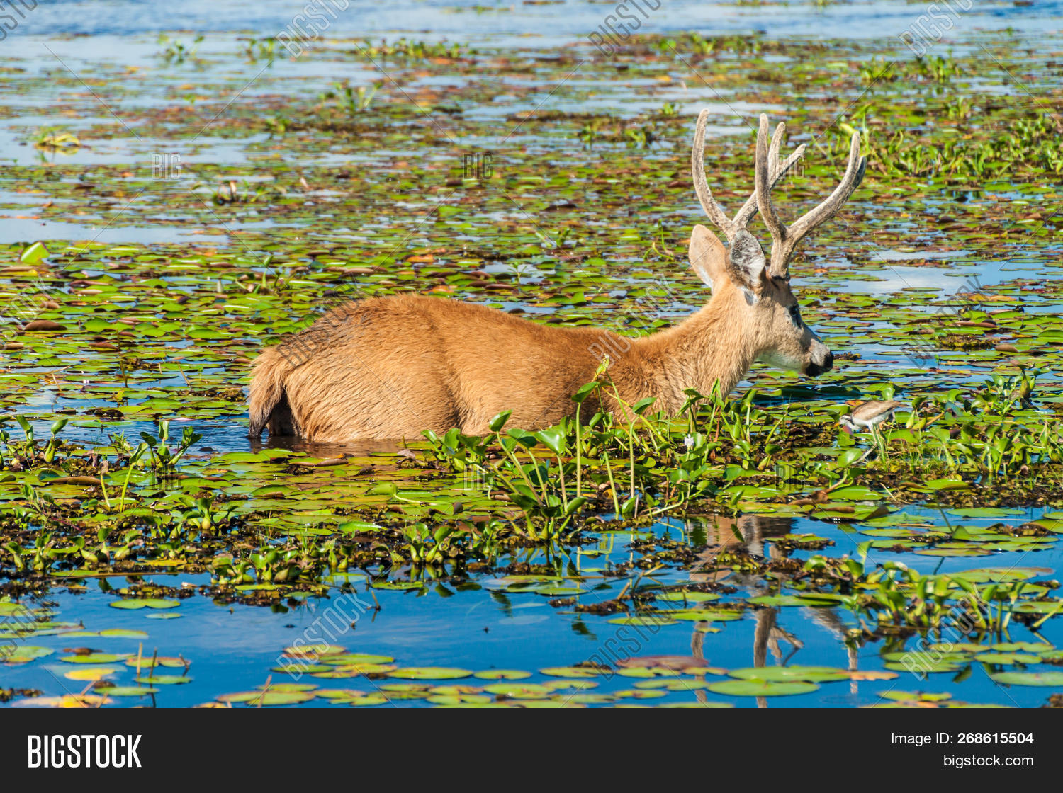 Marsh Deer Blastocerus Image & Photo (Free Trial) | Bigstock