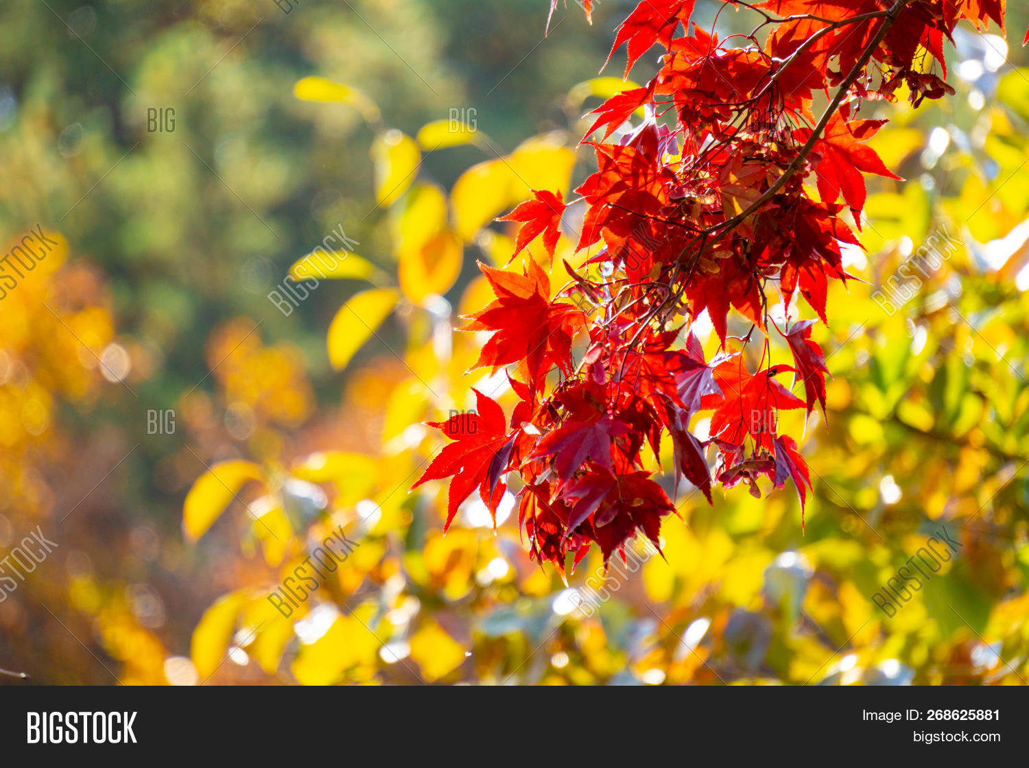 Red Acer Palmatum, Image & Photo (Free Trial) | Bigstock