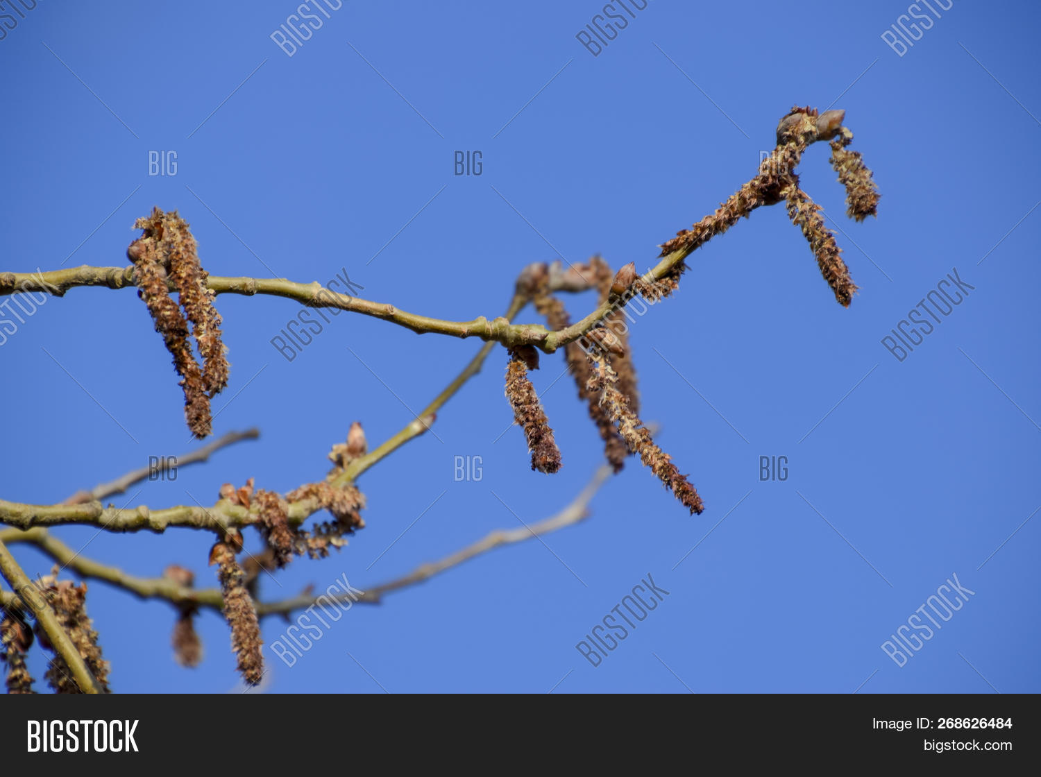 Blooming Silver Poplar Image & Photo (Free Trial) | Bigstock