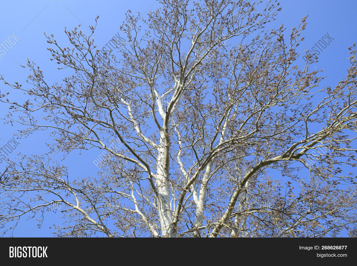 Blooming Silver Poplar Image & Photo (Free Trial) | Bigstock