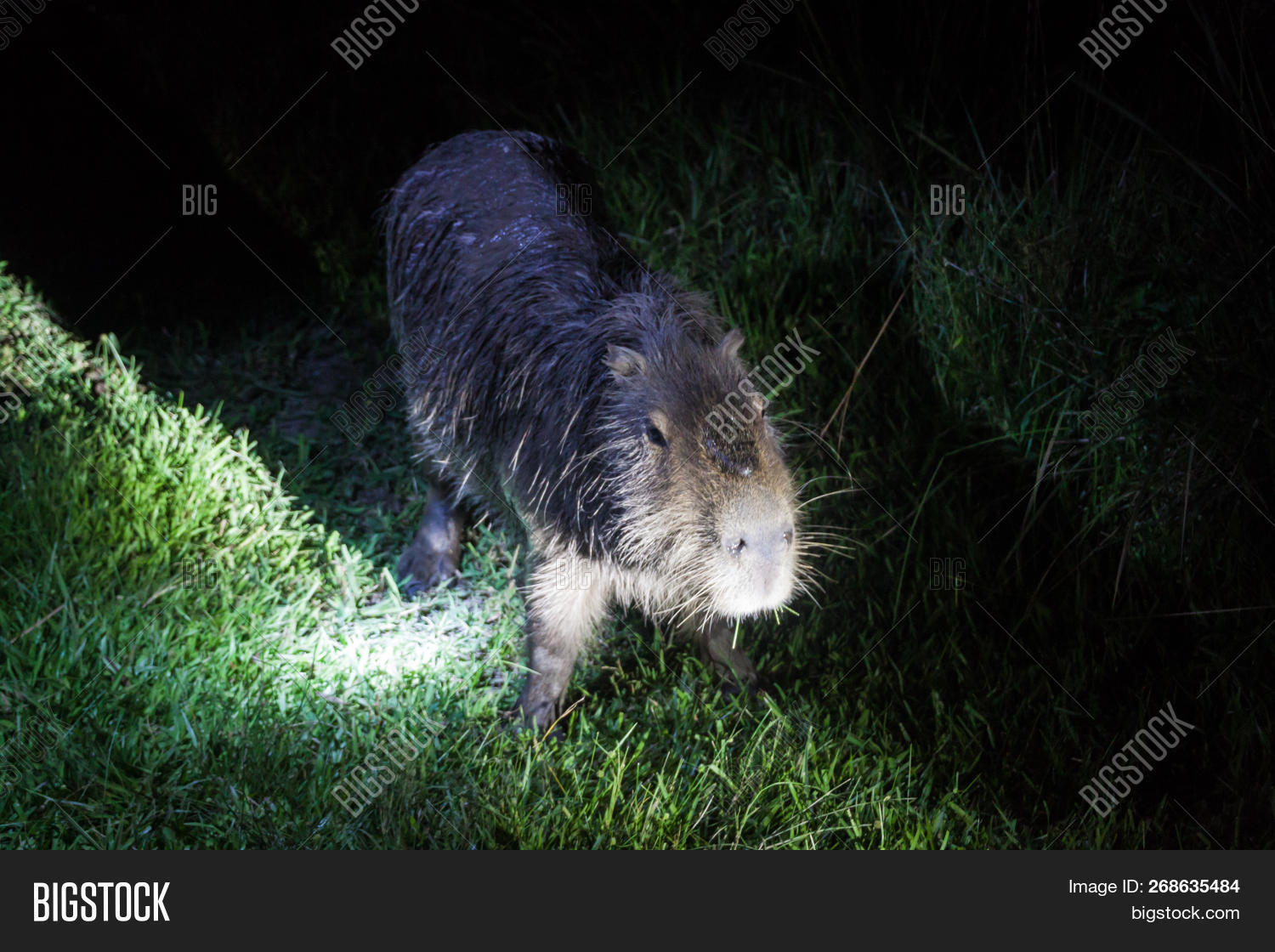 Night View Capybara Image & Photo (Free Trial) | Bigstock