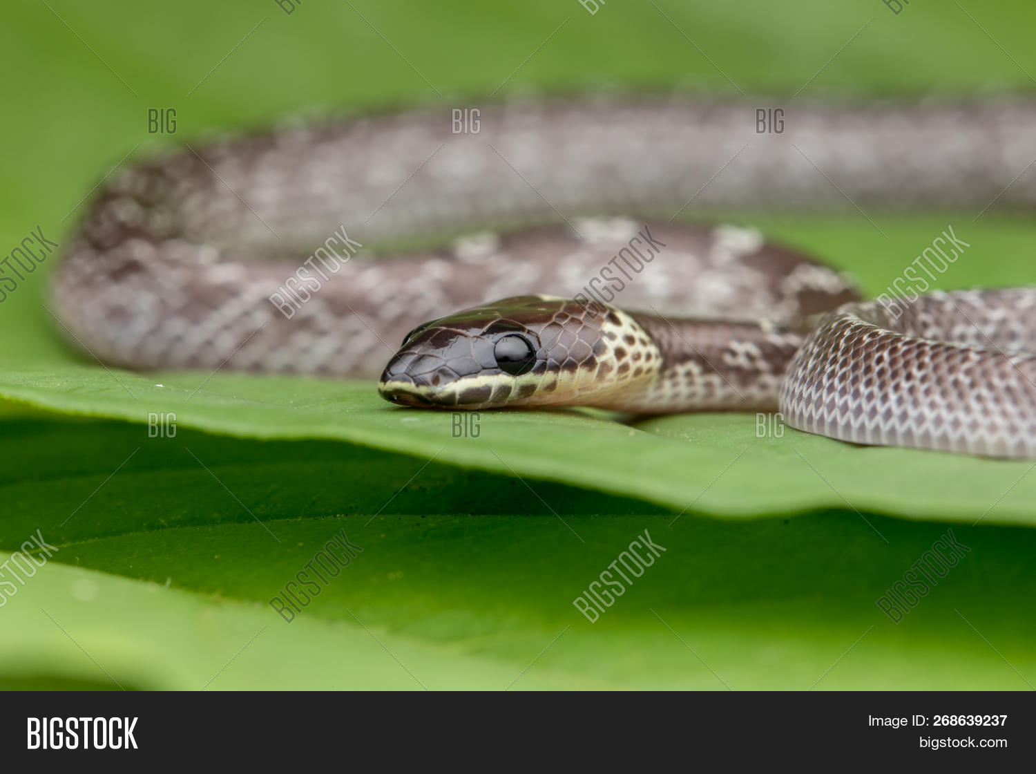 Close- Small Snake On Image & Photo (Free Trial) | Bigstock