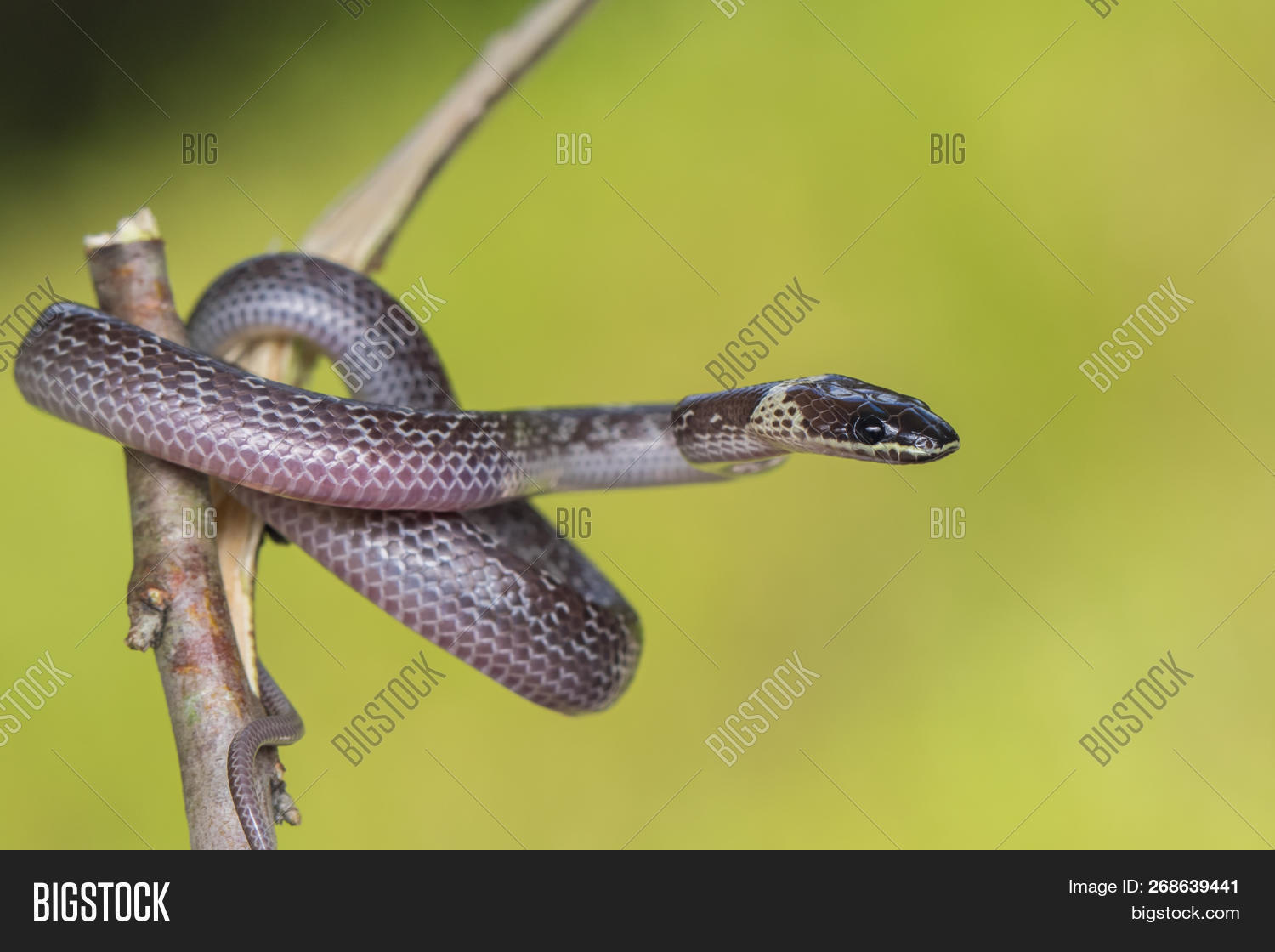 Close- Small Snake On Image & Photo (Free Trial) | Bigstock