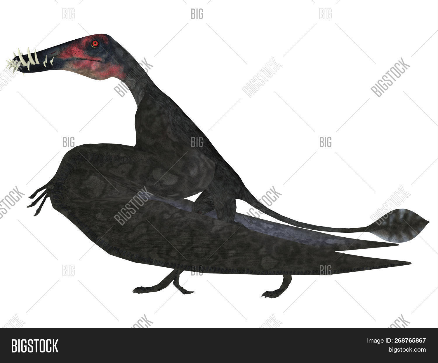 Dorygnathus Pterosaur Image & Photo (Free Trial) | Bigstock
