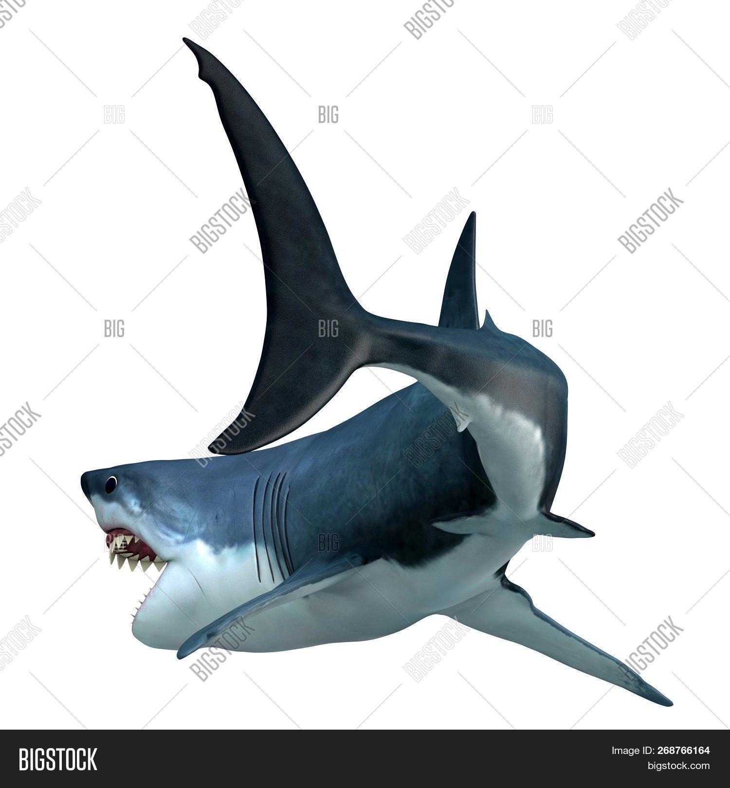 Great White Shark Tail Image & Photo (Free Trial) | Bigstock