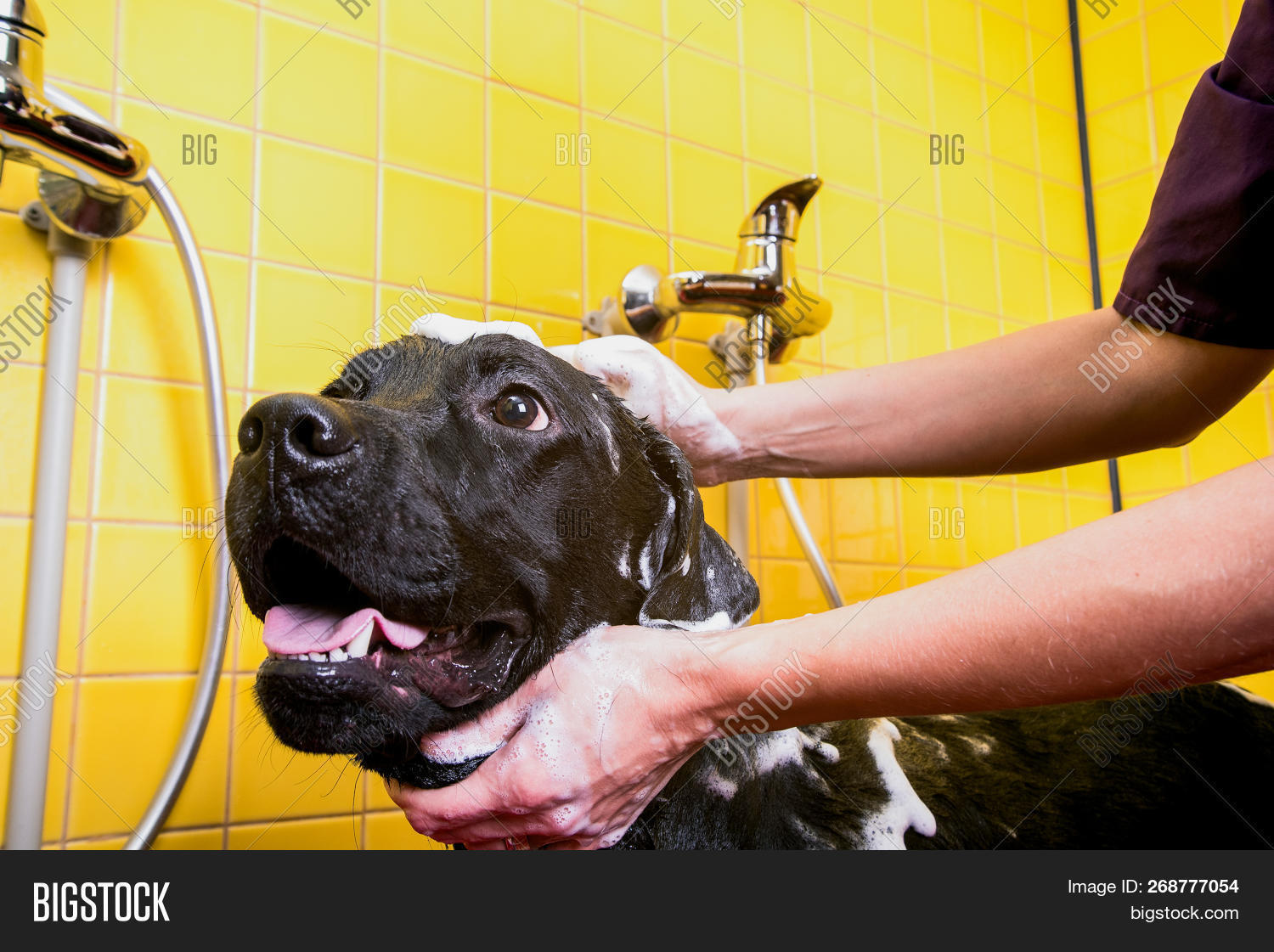 Bathing Black Labrador Image & Photo (Free Trial) | Bigstock