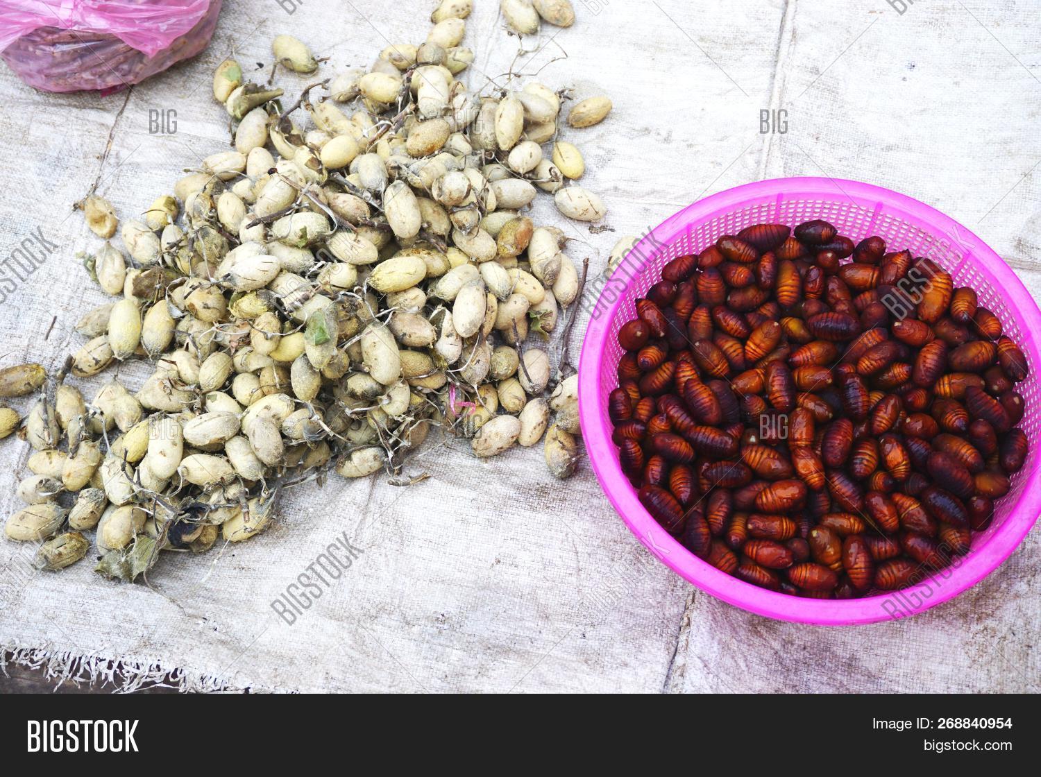 Silkworm Cocoons Image & Photo (Free Trial) | Bigstock