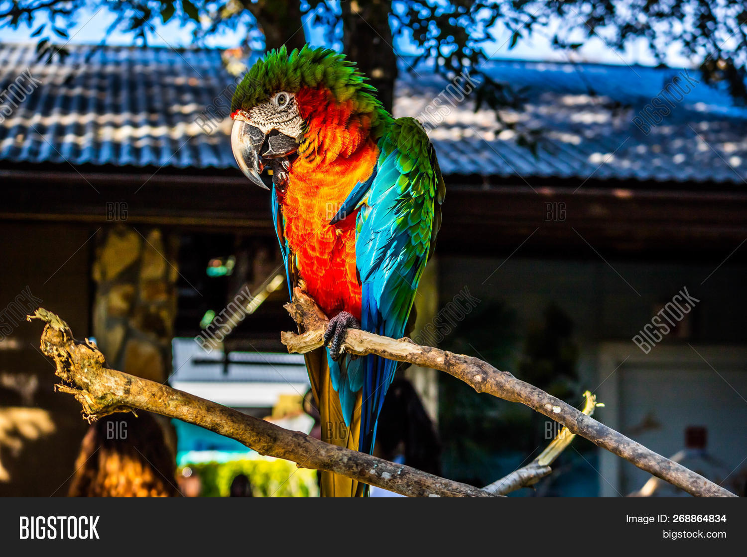 Green Orange Macaw Image & Photo (Free Trial) | Bigstock