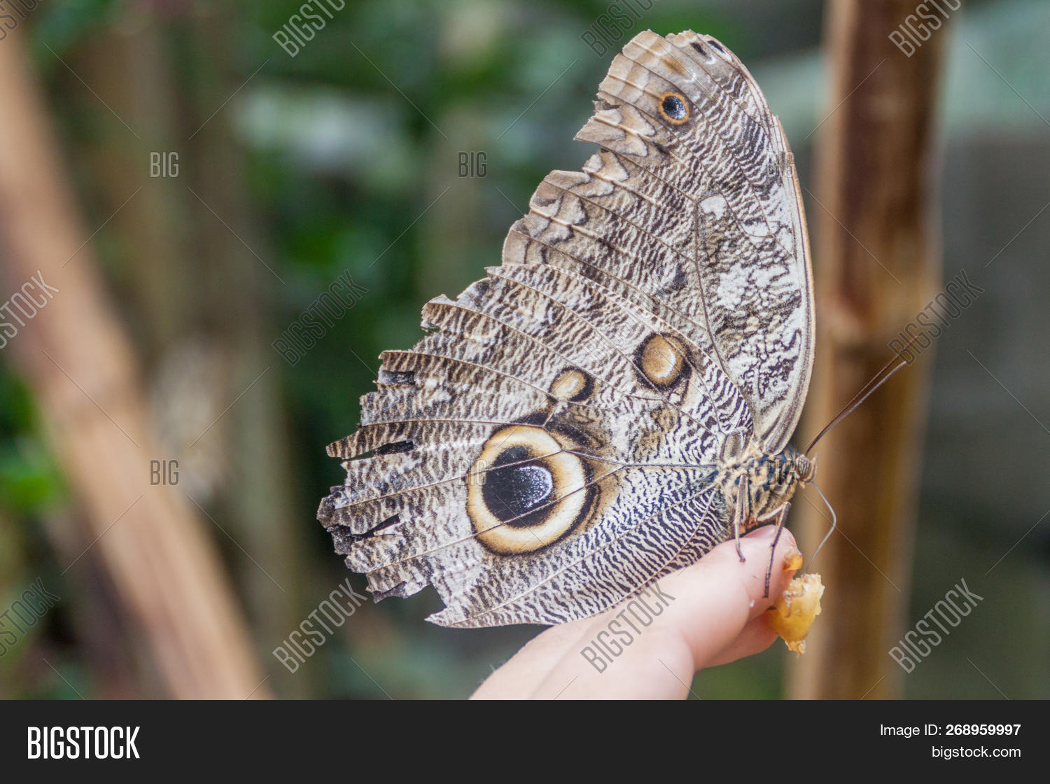 Owl Butterfly Caligo Image & Photo (Free Trial) | Bigstock