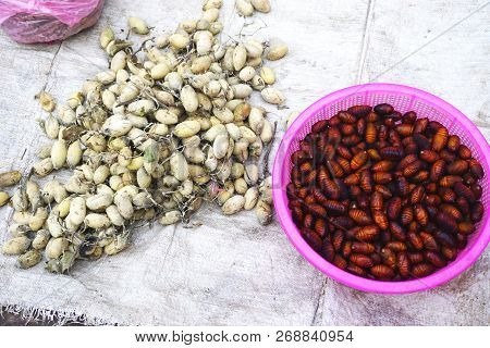 Silkworm Cocoons Image & Photo (Free Trial) | Bigstock