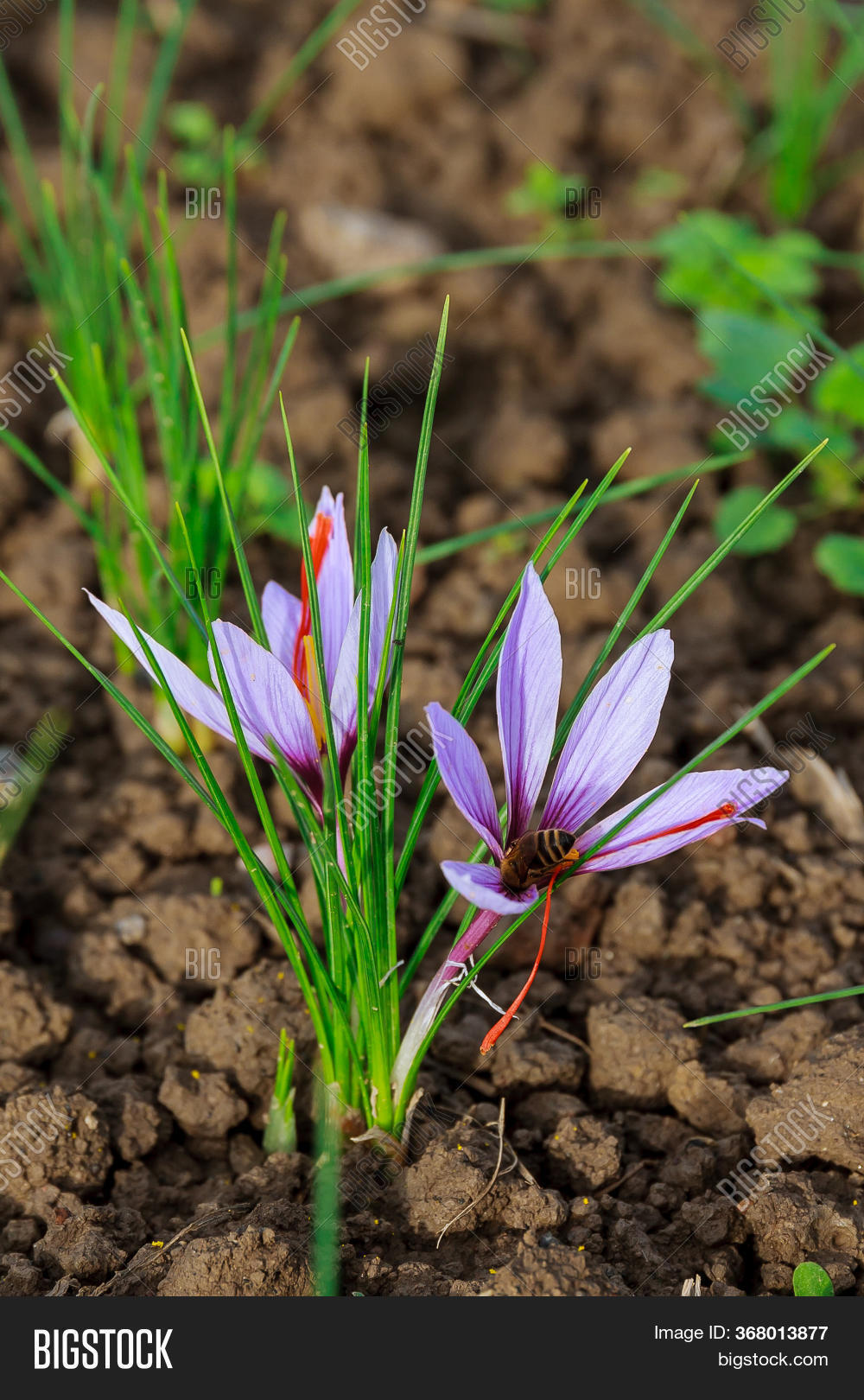 Saffron Flowers On Image & Photo (Free Trial) | Bigstock