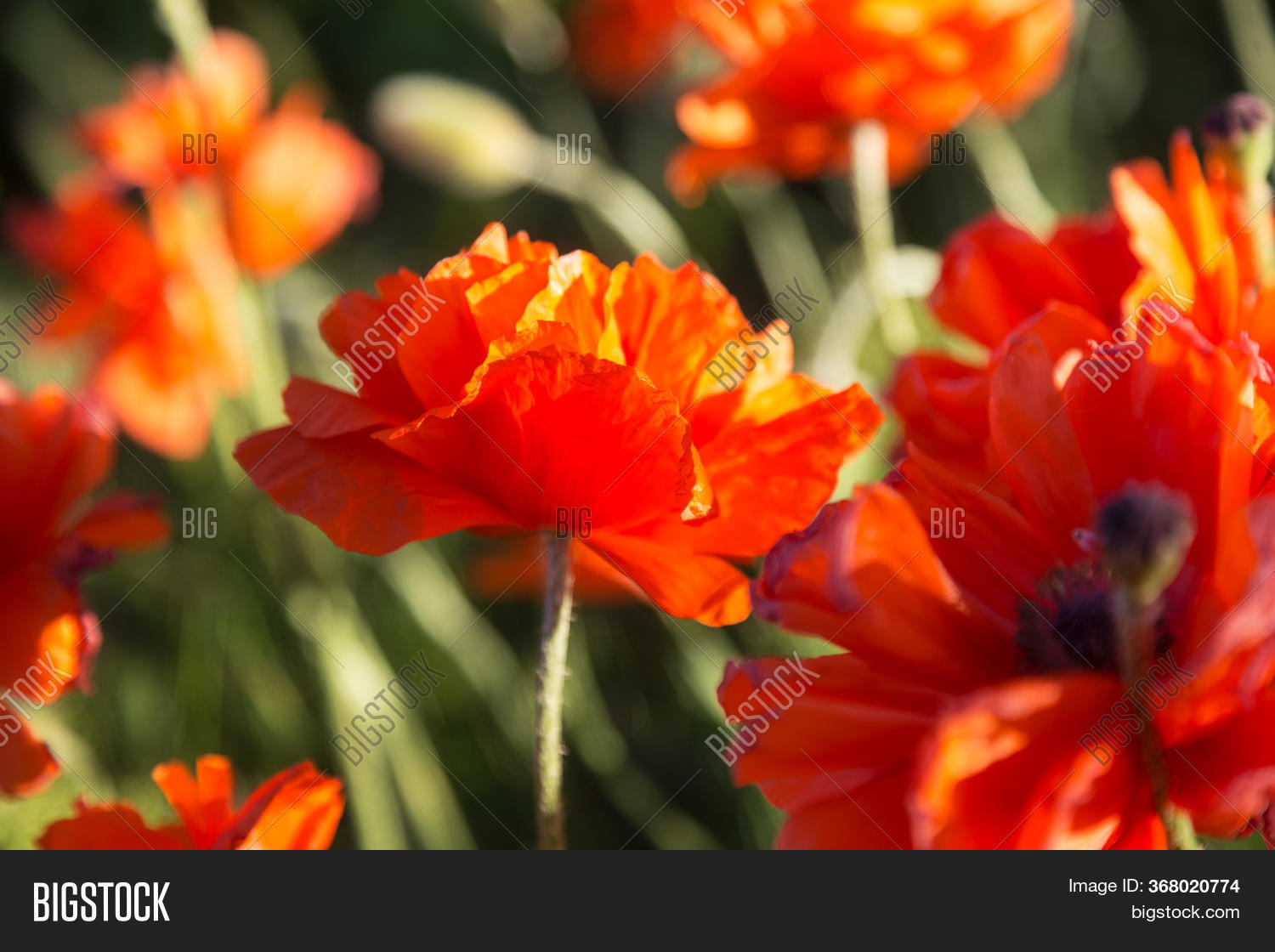 Beautiful Red Poppies Image & Photo (Free Trial) | Bigstock