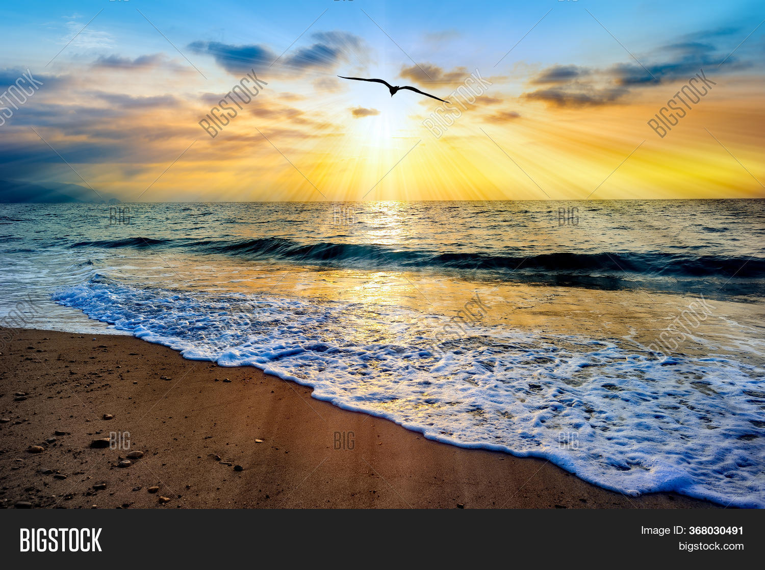 Single Bird Flies Into Image & Photo (Free Trial) | Bigstock