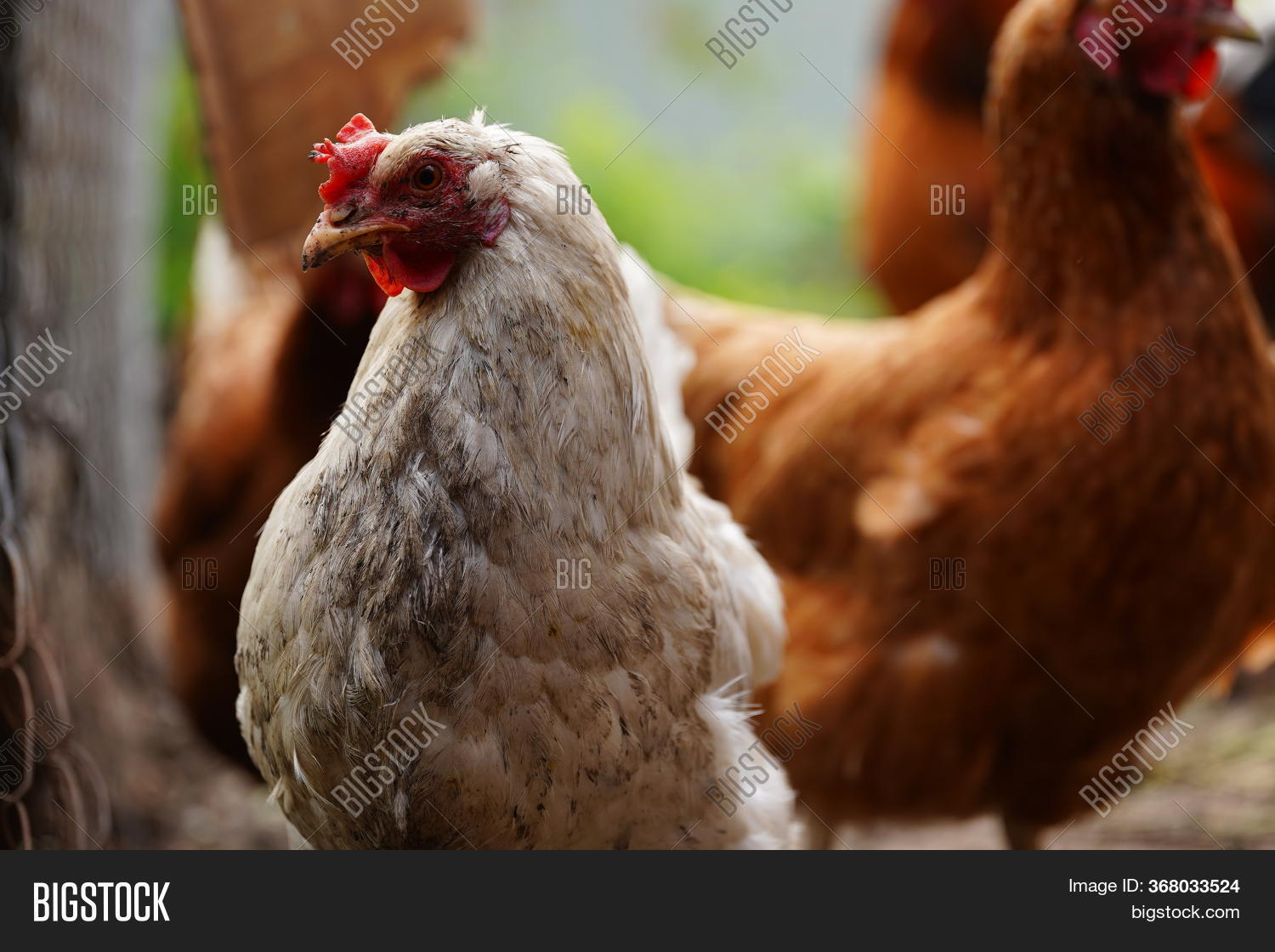 Chicken Standing On Image & Photo (Free Trial) | Bigstock