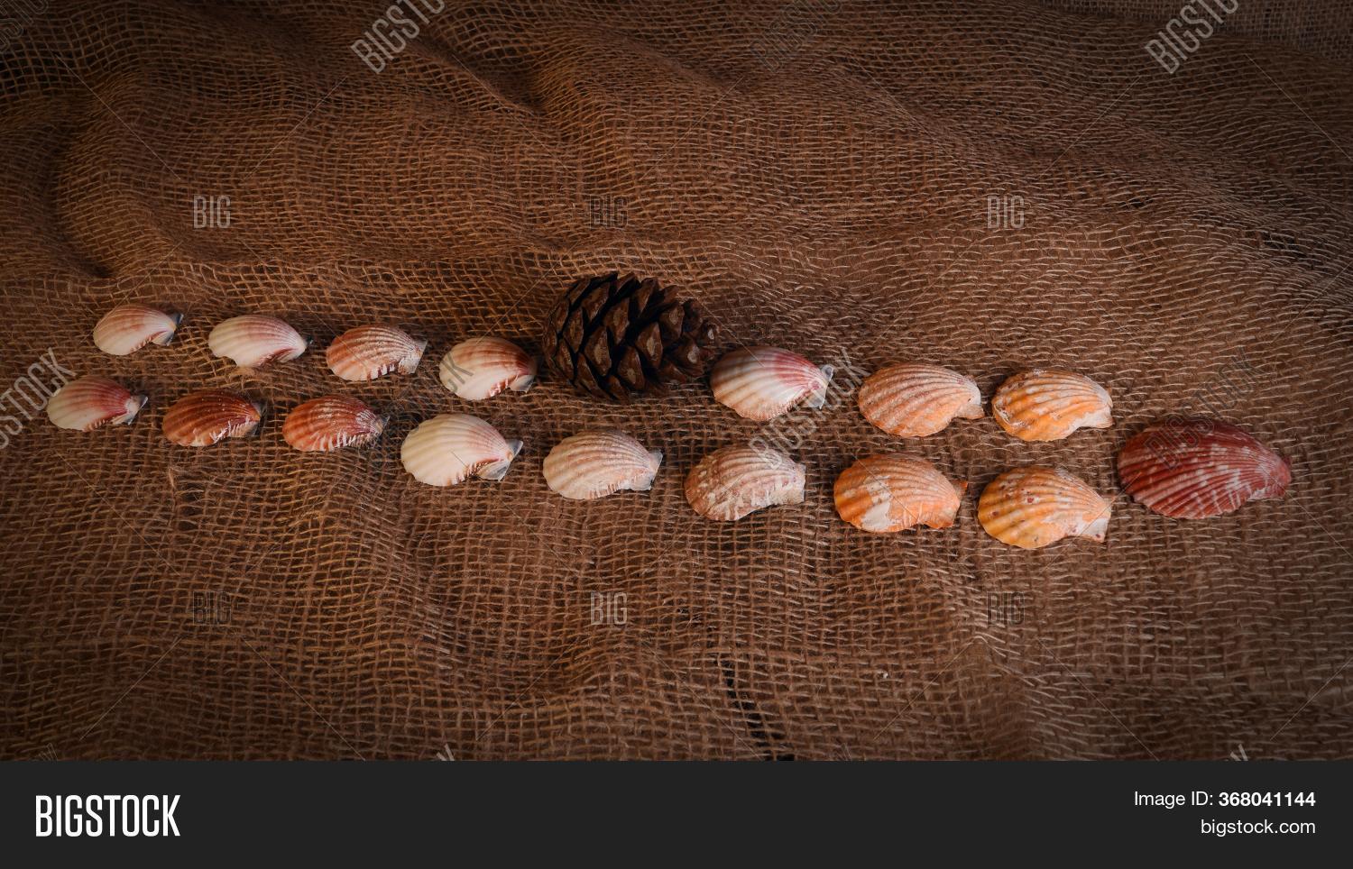 Row Identical Shells Image & Photo (Free Trial) | Bigstock