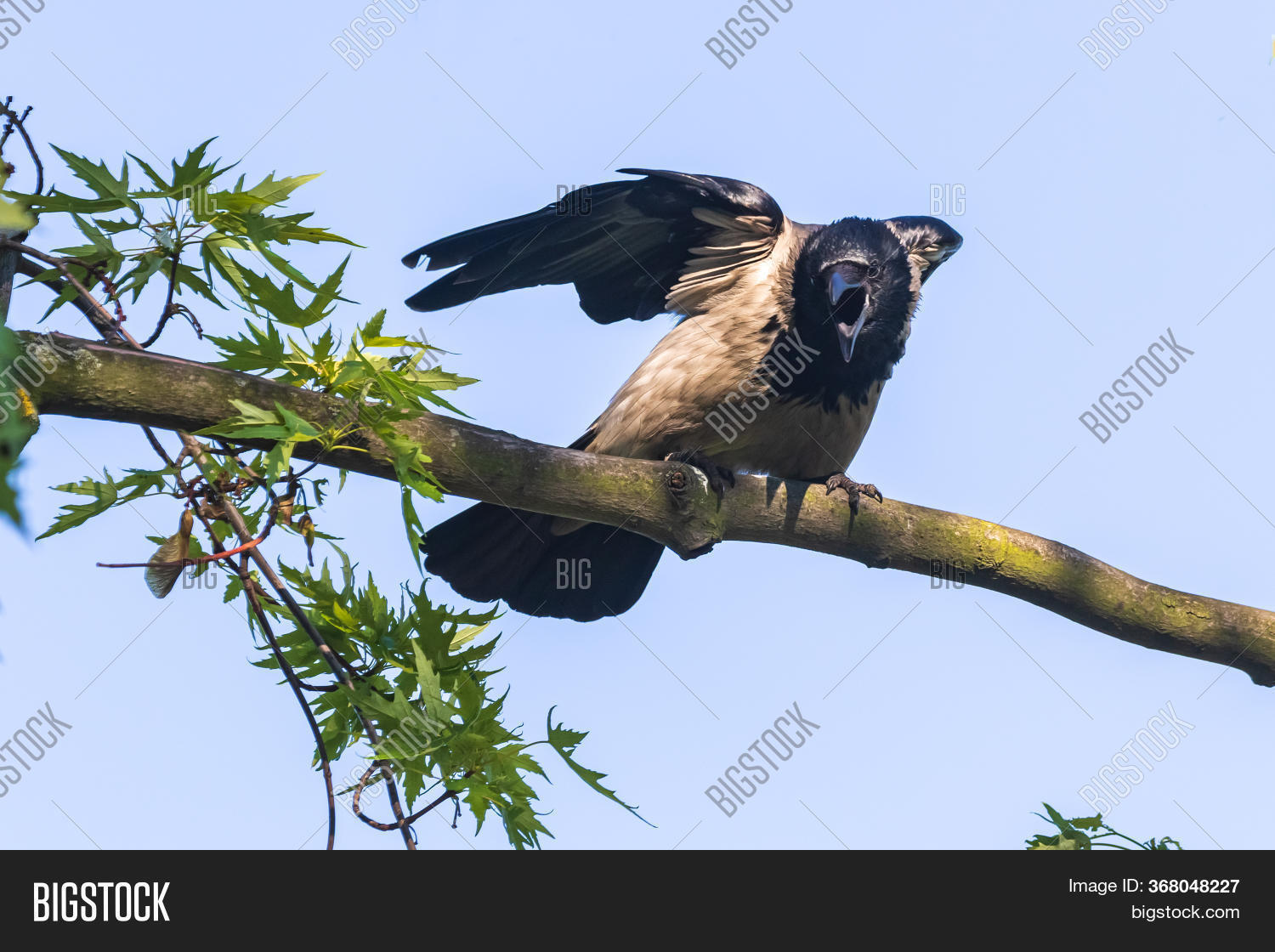 Young Crow Wings Image & Photo (Free Trial) | Bigstock