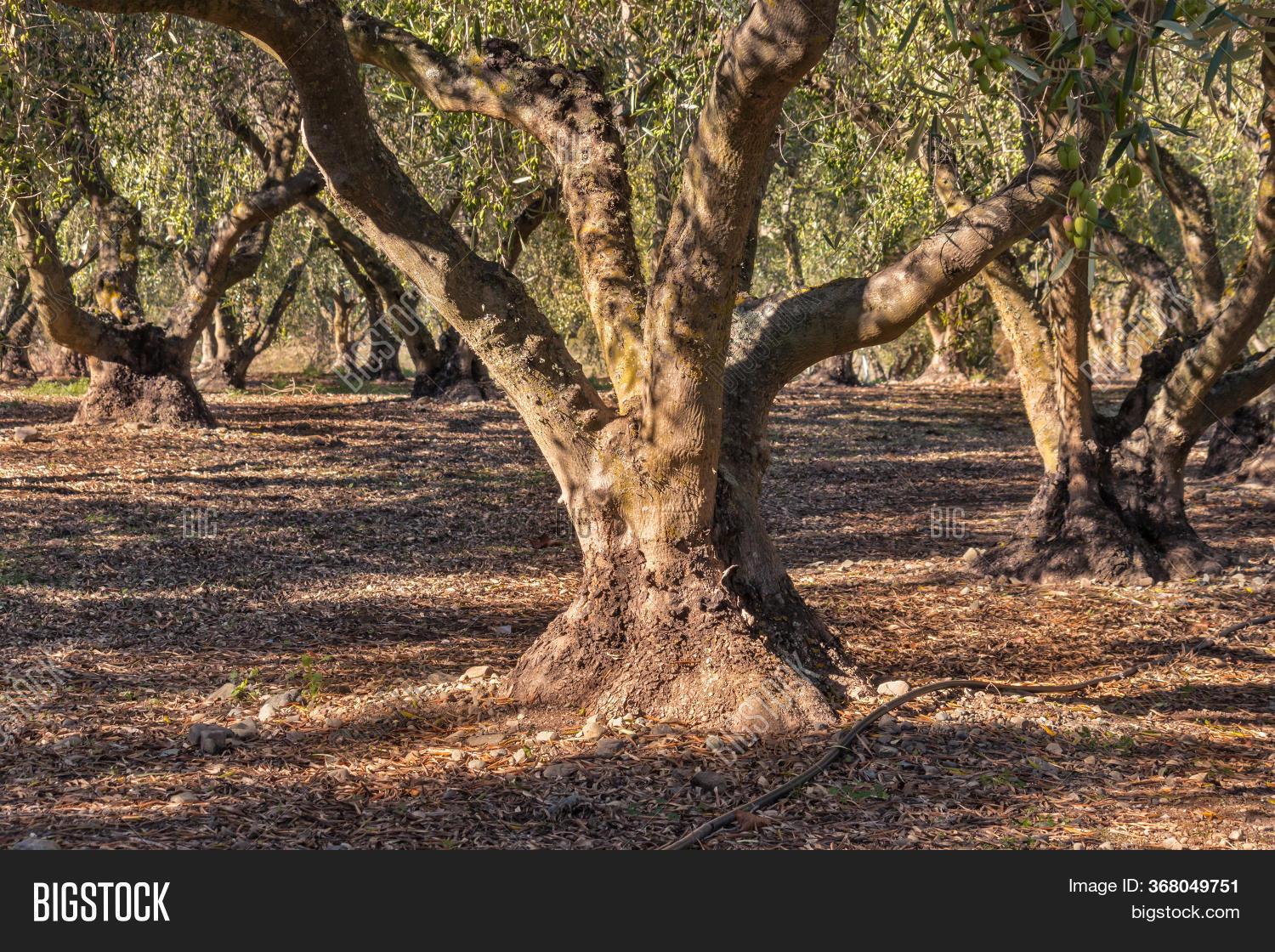 Sunlit Olive Trees Image & Photo (Free Trial) | Bigstock
