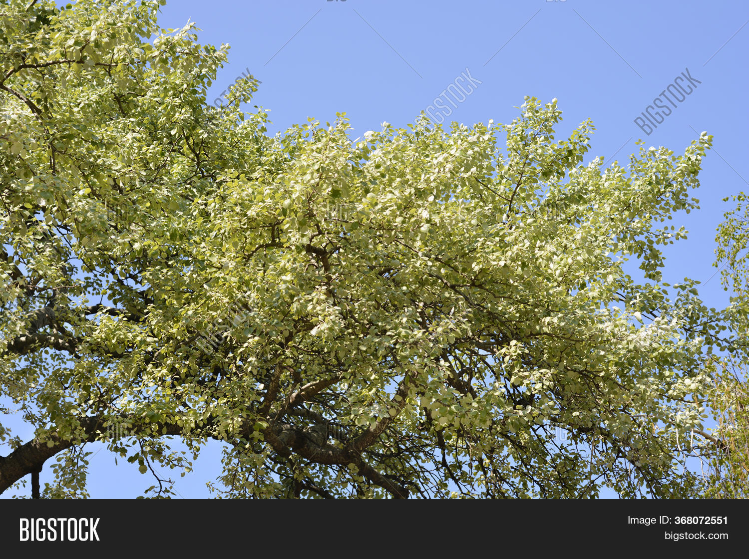 White Poplar Tree - Image & Photo (Free Trial) | Bigstock