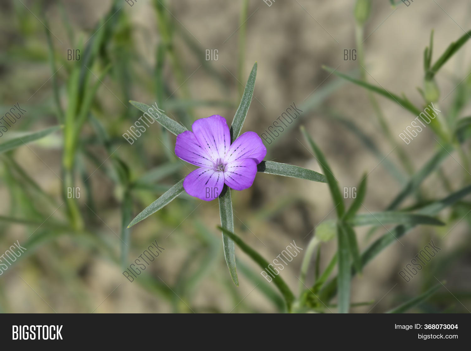 Common Corn Cockle Image & Photo (Free Trial) | Bigstock