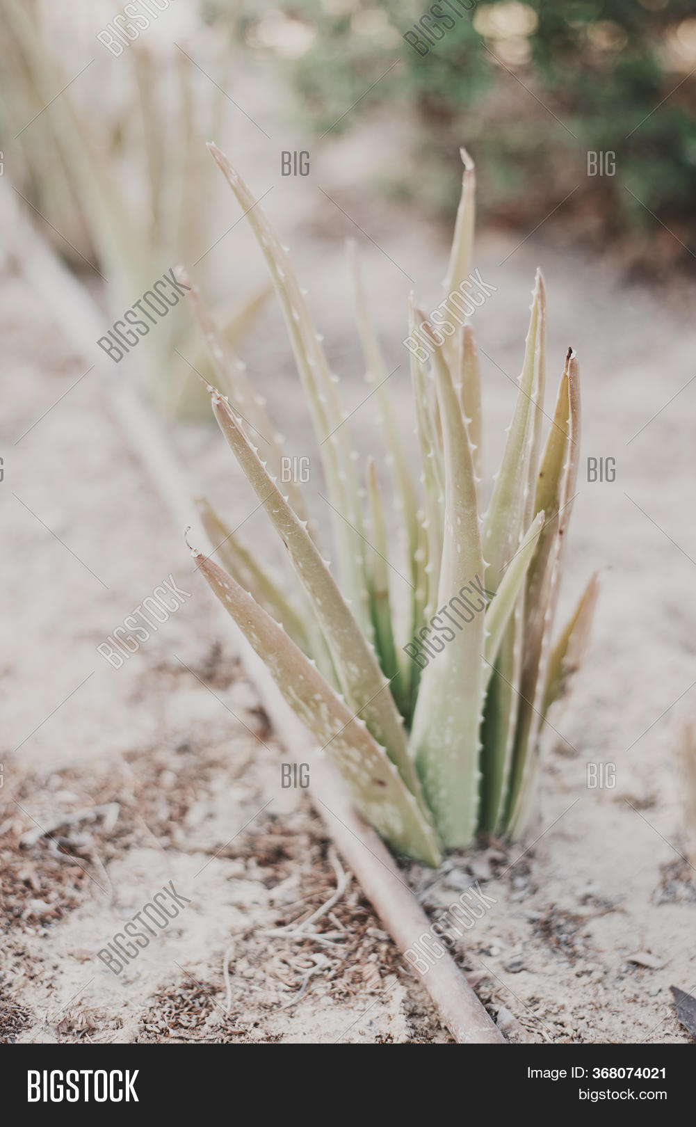 Small Aloe Vera Plant Image & Photo (Free Trial) | Bigstock