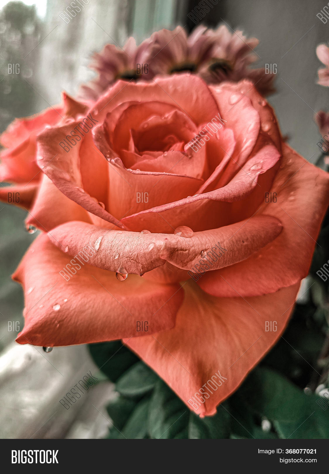 Pink Rose. Can Be Used Image & Photo (Free Trial) | Bigstock